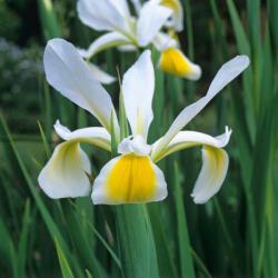 Irisi belo žuti perunika belo žuta perunike bele biologika