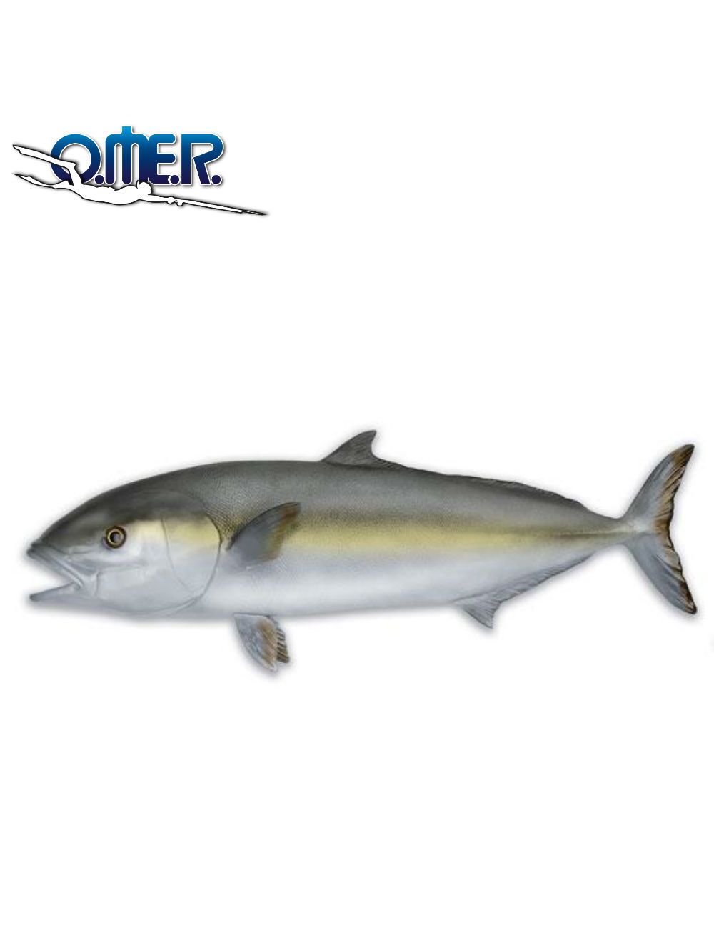 Omer Fish Target Amberjack