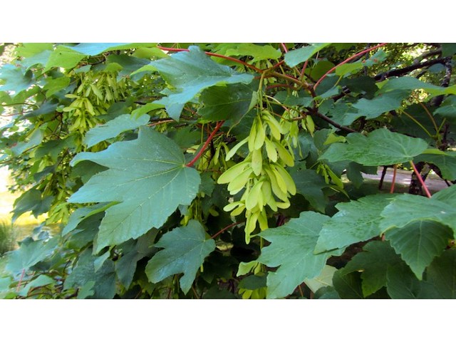 Acer pseudoplatanus (seme)