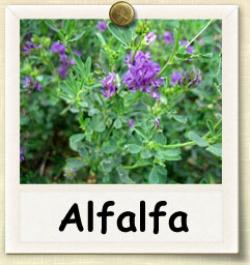 Alfalfa Medicago Sativa (seme)