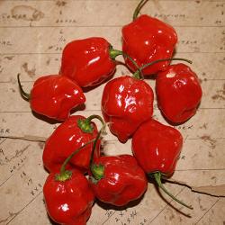 Crveni Habanero - Ljuta paprika (seme)