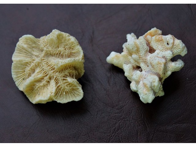 Fosili korala dva komada