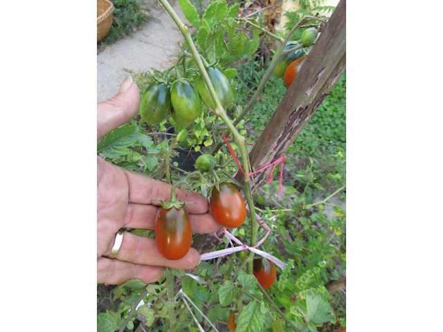 Italian noire paradajz, seme 10 komada