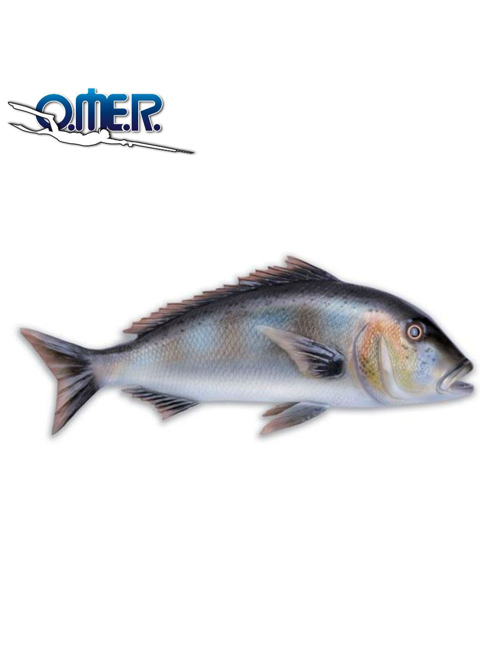 Omer Fish Target Dentex