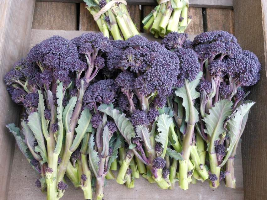 Brokoli Purple Spruting
