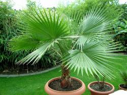 Washingtonia filifera - California fan palm (100 semenki)