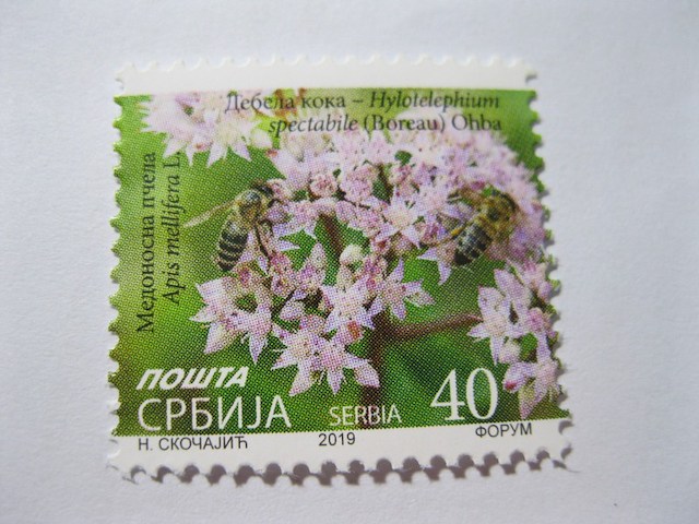 Redovna marka, Srbija, 2020., Flora, Debela koka