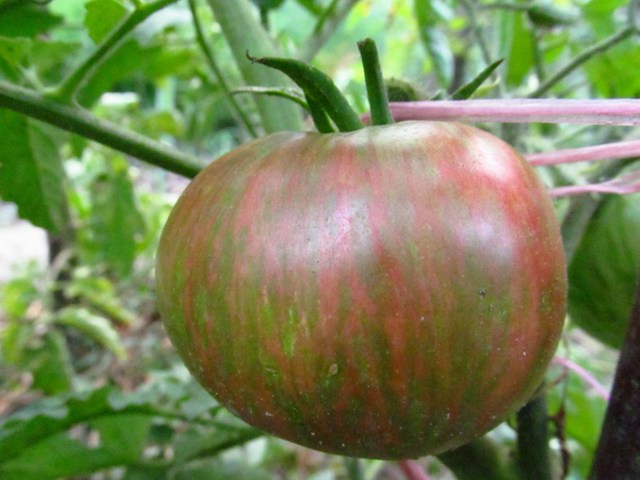 Pink Barkeley paradajz, seme 10 komada