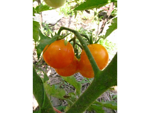Narandžasti čeri paradajz, seme 12 komada