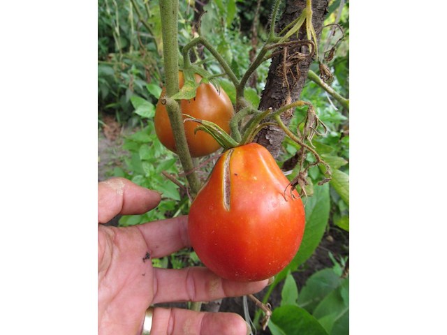 Red pear paradajz, seme 10 komada