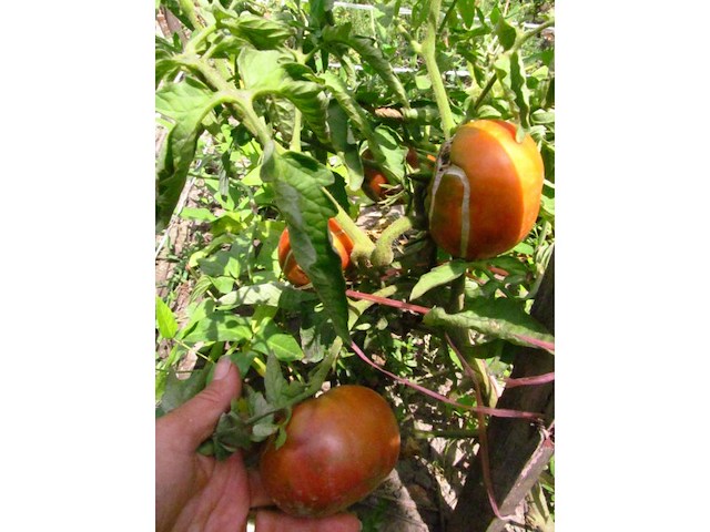 Cherokee purple paradajz, seme 10 komada