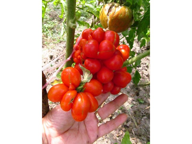 Putnički paradajz, seme 10 komada