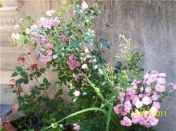 roze ruža sitnog cveta/10reznice