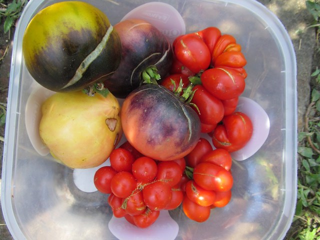 Neobični lepotani, miks paradajza, seme 20 komada