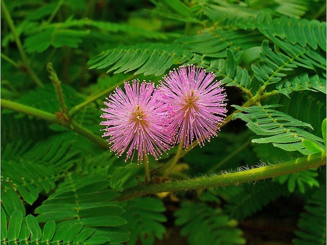 Mimosa pudica (seme) Stidljiva mimoza