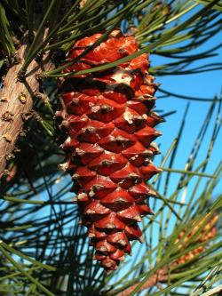 Pinus pinaster - Primorski bor (seme)