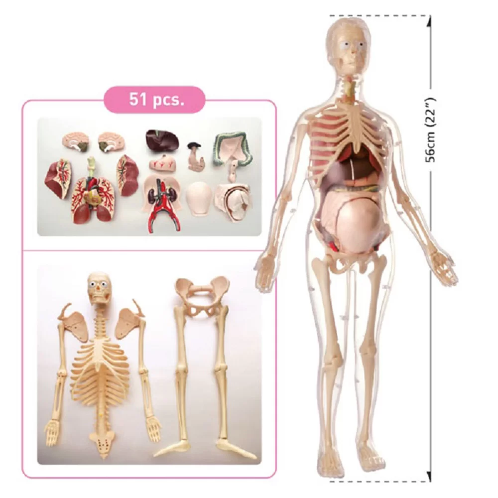Anatomija trudne žene
Anatomija trudne žene