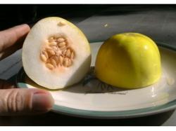 Mango Chito dinja (10 semenki) najmanja dinja na svetu