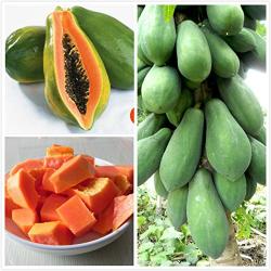 Carica Papaya (50 semenki)