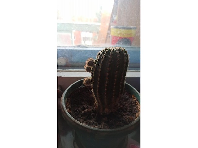 Kaktus okrugli