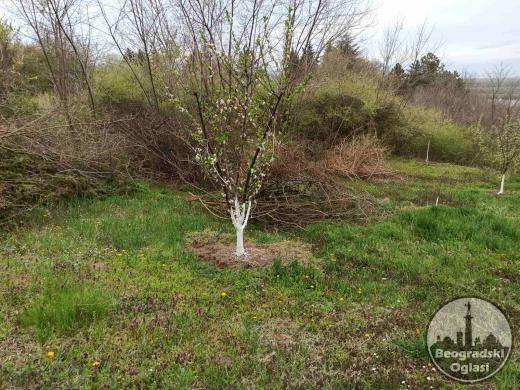 Odvoz grana kosenje trave krcenje placeva