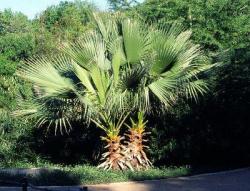 Washingtonia filifera - California fan palm