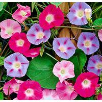 Seme za cveće Ladolež - mešavina - Ipomoea purpurea 3810