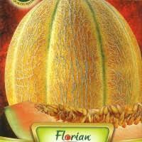 Melon Hibrid 15 F1-Rana Bugarska sorta Dinje.