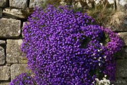 Aubretia Purple Cascade - aubrecija