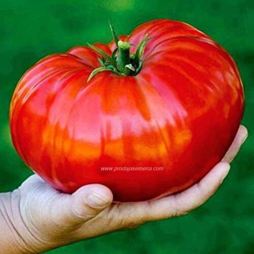 Seme,Tomatele Gigant “Rosu de Gradina”Veoma Ukusan-1kg-1.5kg Plod..