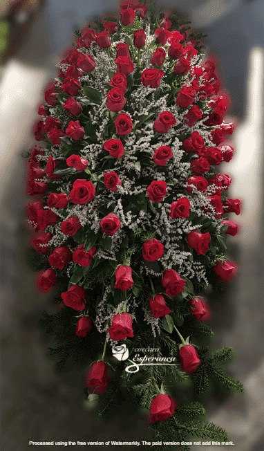Suza za kovčeg 100 crvenih ruža