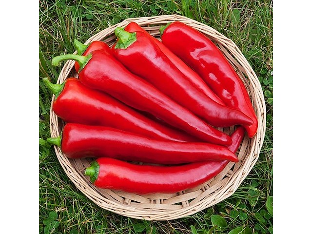 Paprika CORNO DI TORO ROSSO (seme)