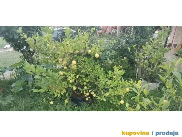 Limun drvo