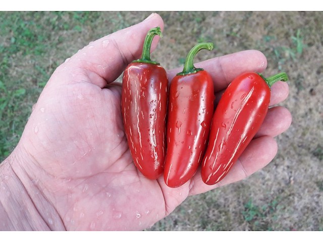 Biker Bills Jalapeño - Chili pepper 20 semenki