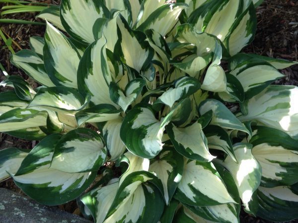 P00522-HOSTA Fire and Ice