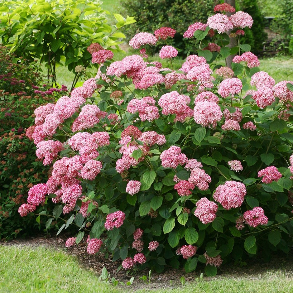Hortenzija anabela roza
