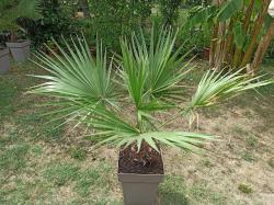 Washingtonia filifera (Končasta lepezasta kalifornijska palma)