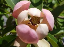 Magnolia yuyuanensis x insignis