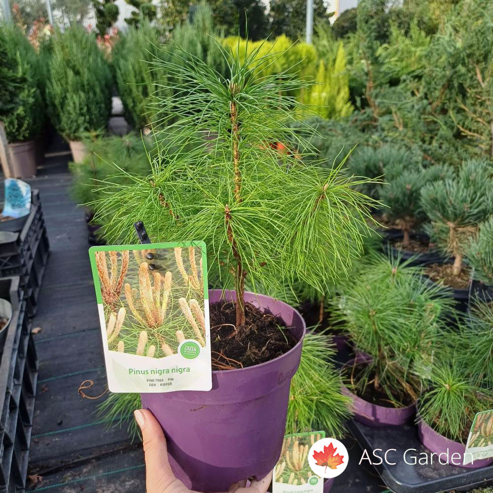 Pinus nigra Nana 30 cm