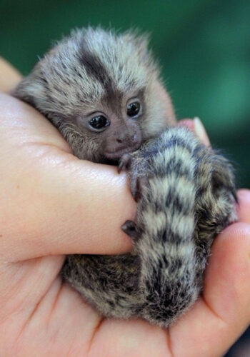 prodaju se bebe marmozeta majmuna
