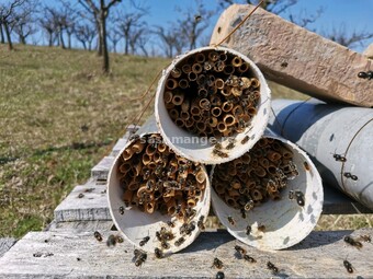 Solitarne pčele