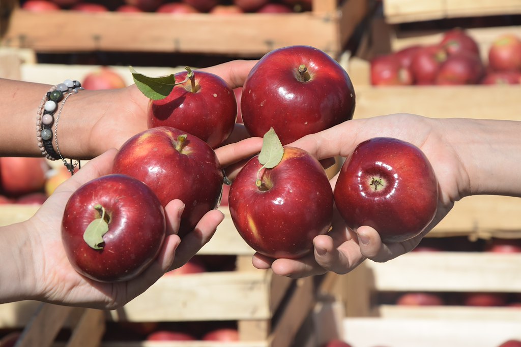 Jabuka iz organske proizvodnje - crvene sorte