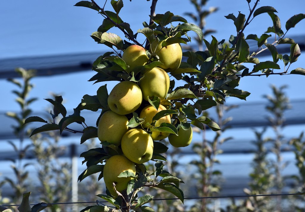 Jabuka iz organske proizvodnje - žuto-zelene sorte