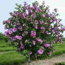 baštenski hibiskus 30 semenki