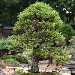 Cypress de Lambert (25 semenki) Cupressus Macrocarpa - Monterey Cypress