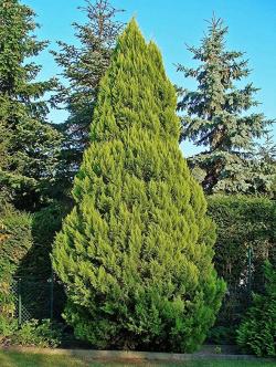 Lawsonov Cypress (50 semenki) Chamaecypris Lawsoniana