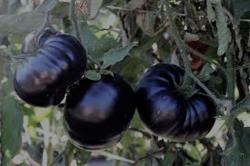 Black beauty tomato