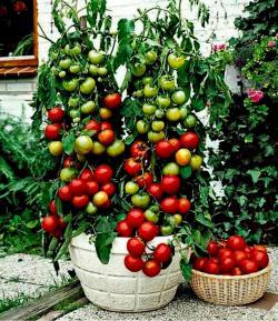 Balkonzauber tomato - balkonski mnogorodan cherry