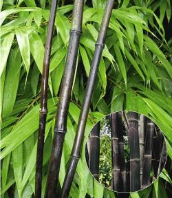 Crni džinovski bambus (10 semenki) izdržava do -25°C!