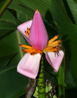 Banana Musa ornata - Purpurni cvet (5 semena